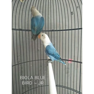 Jual Biola Blue Terlengkap & Harga Terbaru Agustus 2025 | Shopee Indonesia