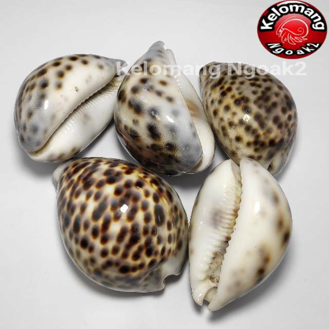 Jual Cangkang Kerang Tiger Cowrie Size Besar | Shopee Indonesia