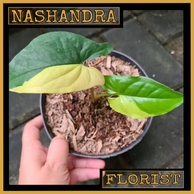 Jual Tanaman Hias Bunga Syngonium Variegata Kuning | Shopee Indonesia