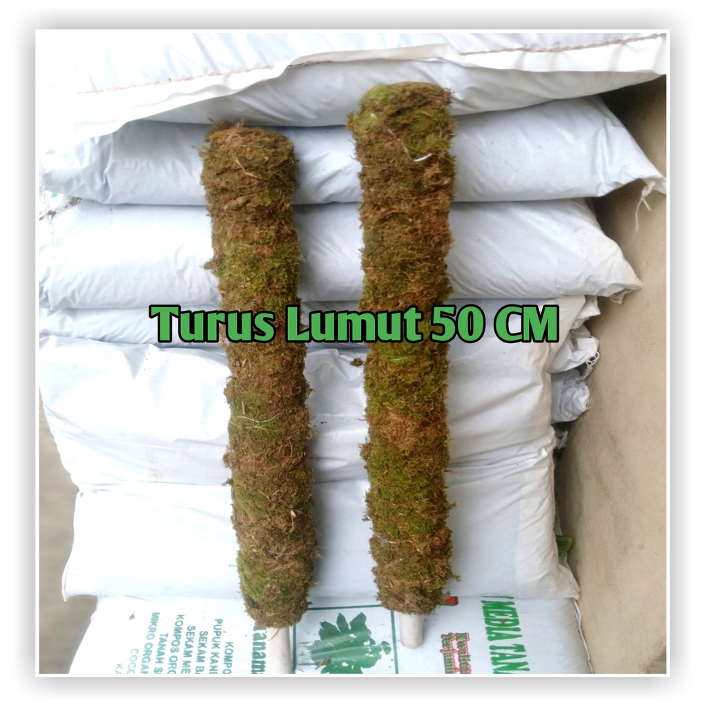 Jual Turus Lumut Hidup Pipa Paralon Penyanggah Tanaman Rambat 50 cm ...