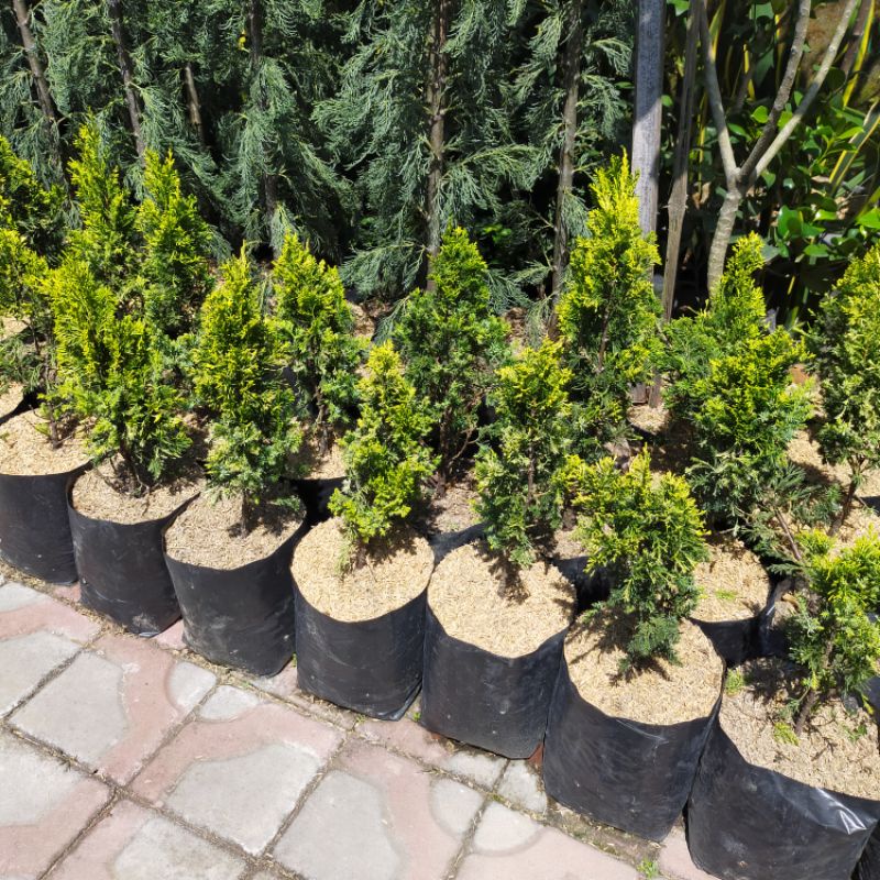 Jual Tanaman hias cemara peking atau chinese golden sinensis | Shopee ...