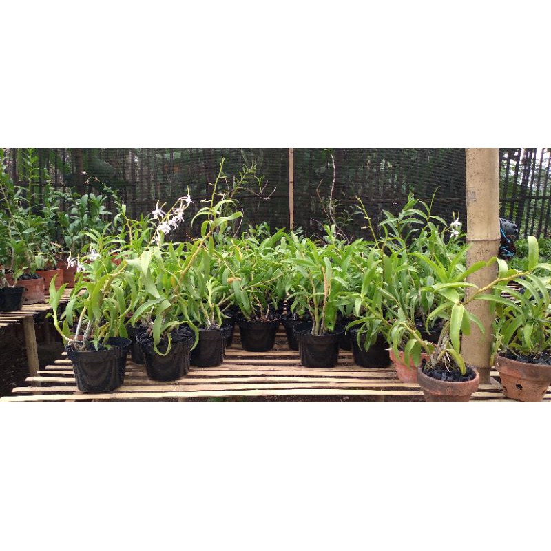 Jual Anggrek Dendrobium Samarai (Straitotes x Antennatum) | Shopee ...