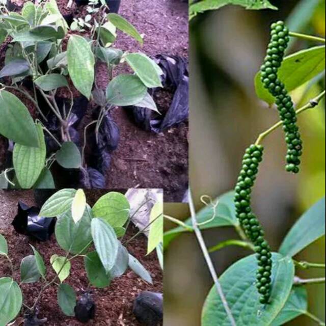 Jual Pohon lada perdu siap berbuah | Shopee Indonesia