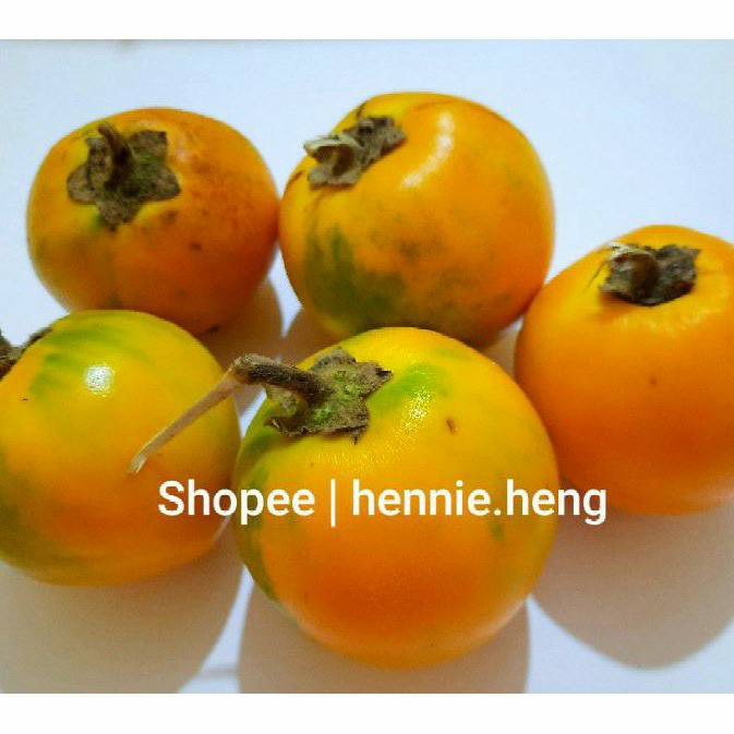 Jual Terong Asam -Terong Dayak Fresh Pontianak | Shopee Indonesia