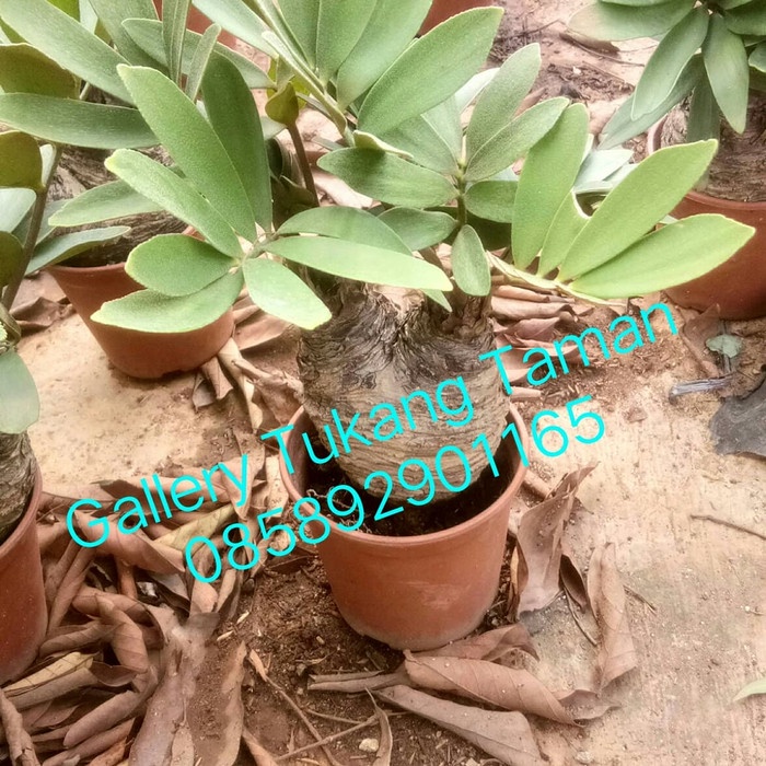 Jual Realpict Tanaman Hias Zamia Furfuracea / Pohon Zamia Mini | Shopee ...