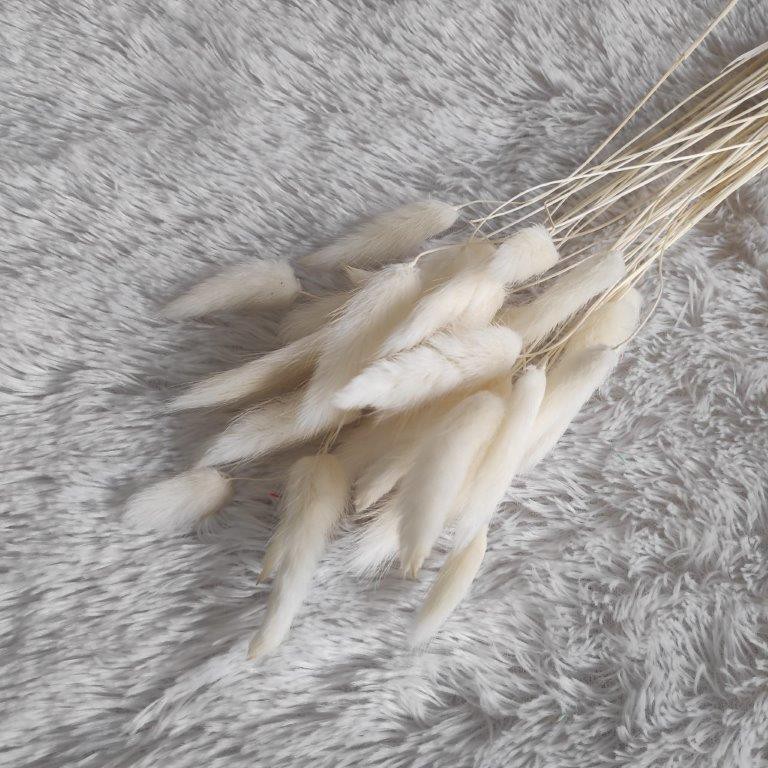 Jual Bunga Lagurus Ovatus Kering / Bunny Tail / Dried Flower / Rustic ...