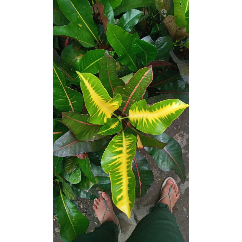 Jual tanaman hias puring bali super unggul | Shopee Indonesia