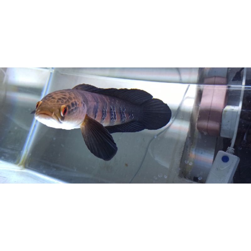 Jual CHANNA MARU RED BARITO 30 cm | Shopee Indonesia