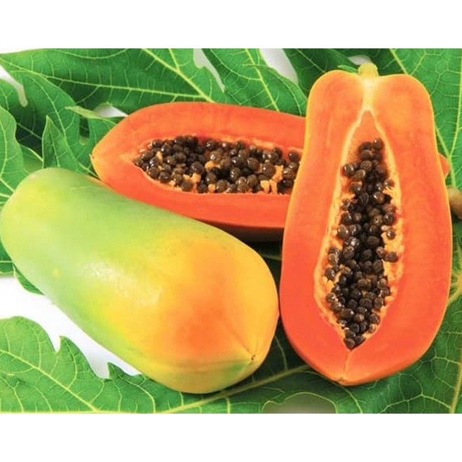 Jual Benih Pepaya California Pabrikan/ PANAH MERAH/ Unggul Berkualitas ...