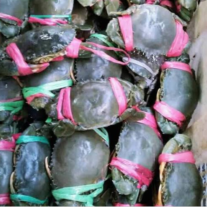 Jual kepiting telur hidup per 500gr | Shopee Indonesia