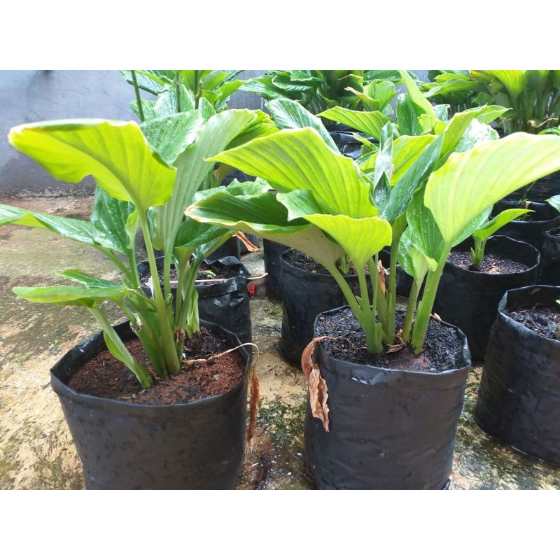 Jual Kunyit Hitam Organik 100% Asli , Cabang 3 tunas | Shopee Indonesia