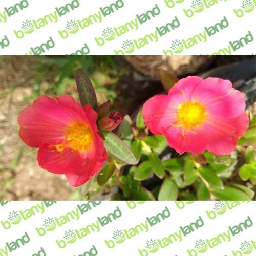 Jual Portulaca atau Bunga Krokot - tanaman rokot bunga - portulaca ...