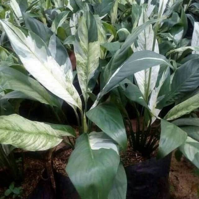 Jual Bunga Peace Lily Tanaman Hias Bunga Peace Lily Variegata Sepatu ...