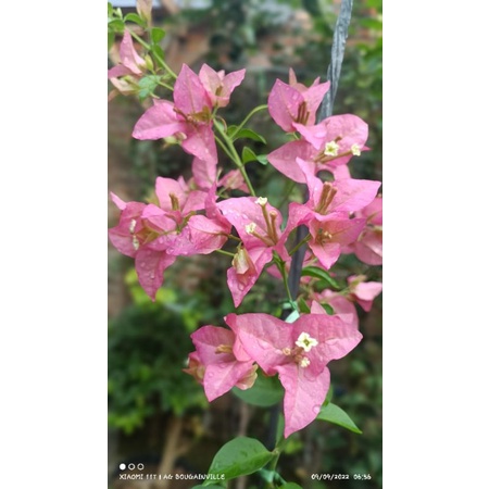 Jual bunga bougenville - KAYATA INDIA ori | Shopee Indonesia