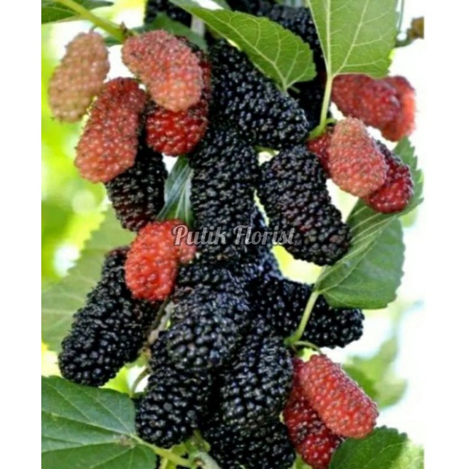 Jual Bibit Tanaman Buah Murbei (Sudah Berbuah) | Shopee Indonesia