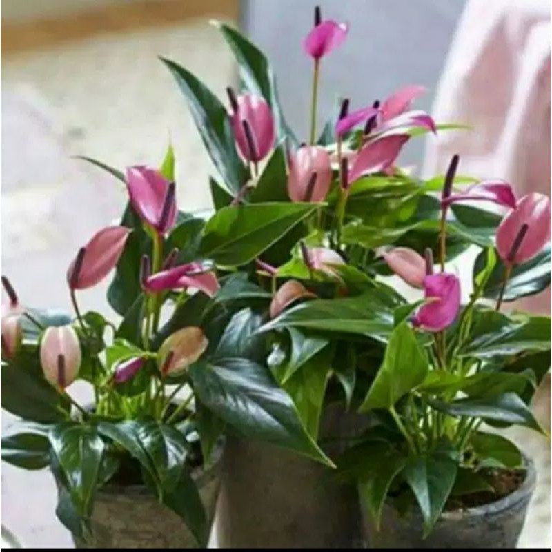 Jual Antorium Mickey mouse bunga ungu/Mickey mouse ungu/antorium Mickey ...