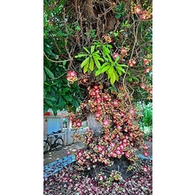 Jual Pohon Sala / Cannon Ball tree / Couroupita guianensis | Shopee ...