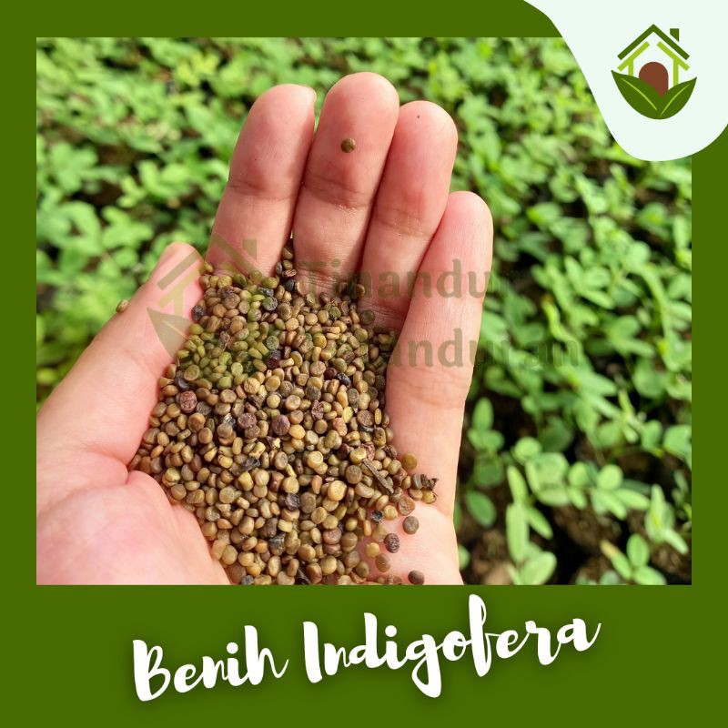 Jual Benih atau Biji Indigofera 10 gr | Shopee Indonesia