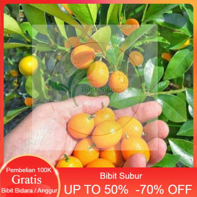 Jual redy ya kak Bibit Buah Jeruk Nagami siap berbunga/berbuah # ...