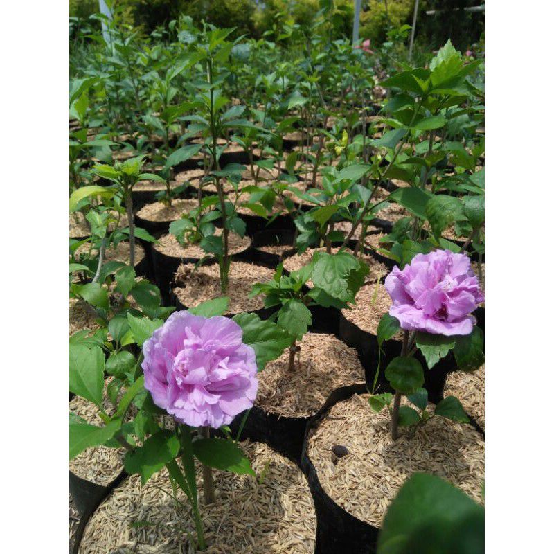 Jual TANAMAN HIAS HIBISCUS BUNGA SEPATU UNGU | Shopee Indonesia