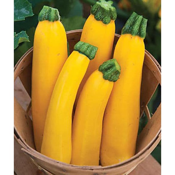 Jual Dapatkan Benih Sayuran Terong Kuning Zucchini Cherub Known You ...