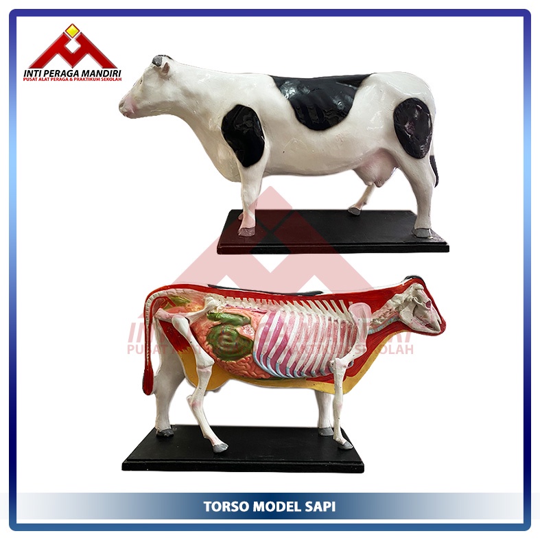 Jual Manekin Torso Model Sapi - Alat Peraga Edukasi Sekolah | Shopee ...