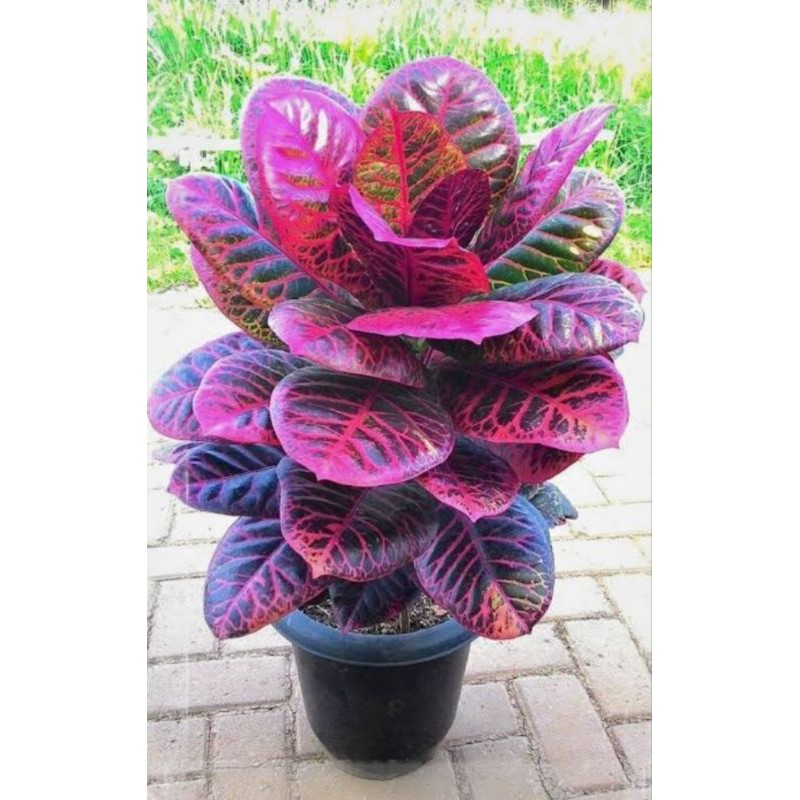 Jual tanaman hias puring bali | Shopee Indonesia