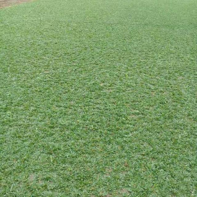 Jual Rumput Hias ,macam-macam Rumput Hias (Rumput Babat,swiss,gajah ...