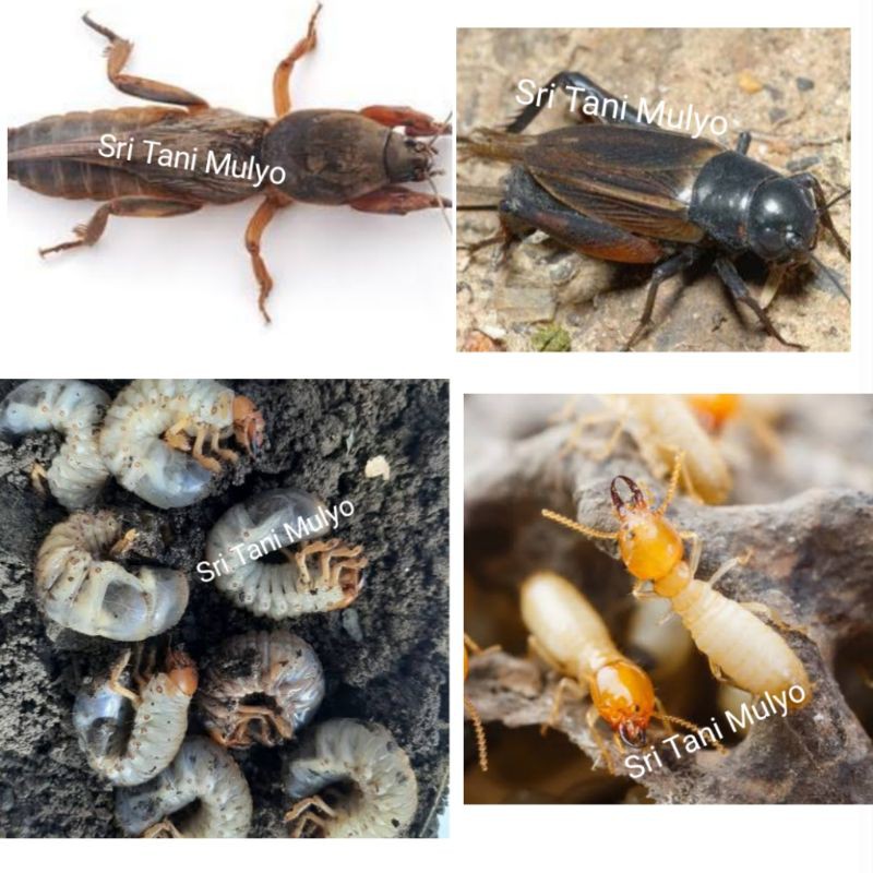 Jual 40.000Mg- Obat Hama Semut, Rayap, Engkuk, Jangkrik, Orong-Orong ...