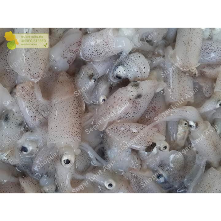 Jual Baby Cumi Cumi Basah Segar Cumi Kecil/ Cumi Baby Fresh | Shopee ...