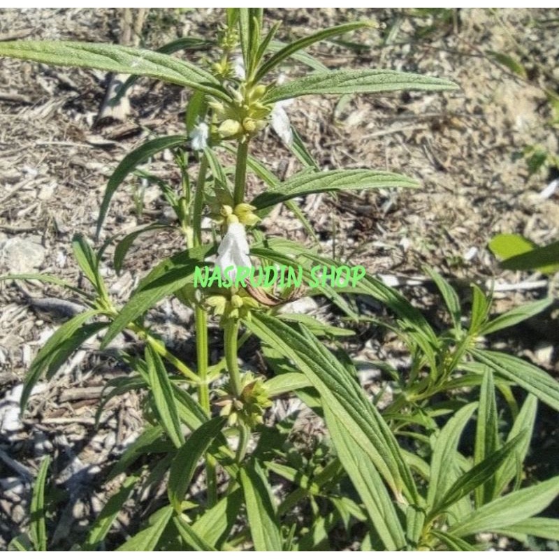 Jual BIBIT LENGLENGAN / BIBIT PACI PACI / BIBIT DAUN LENGLENGAN / BIBIT ...