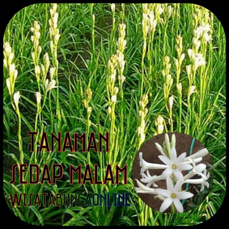 Jual tanaman hias sedap malam | Shopee Indonesia