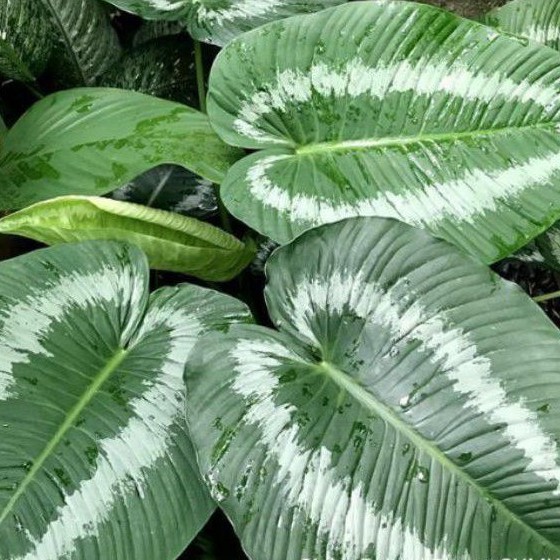 Jual Caladium Schismatoglottis Araceae Homalomena Green Silver ...