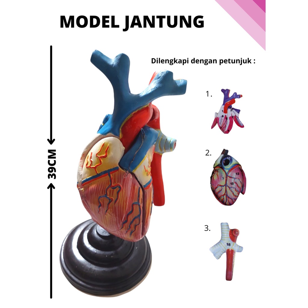 Jual Model Anatomi Manusia Bentuk Jantung - Alat Peraga IPA | Shopee ...