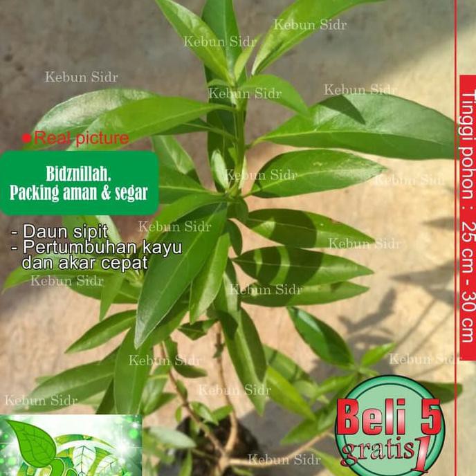 Jual Srd Bibit Pohon Tanaman Siwak | Shopee Indonesia