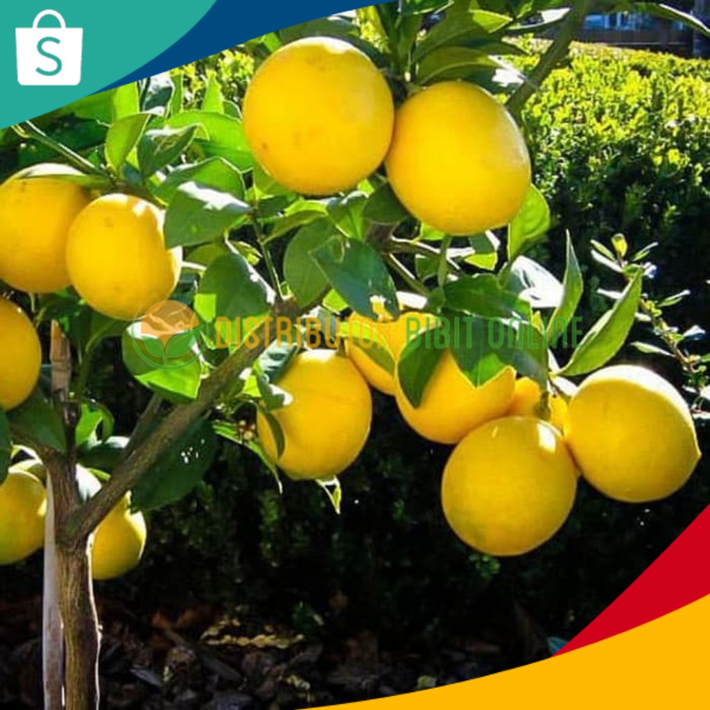 Jual Bibit Jeruk Lemon Import Jumbo Siap Berbuah | Shopee Indonesia