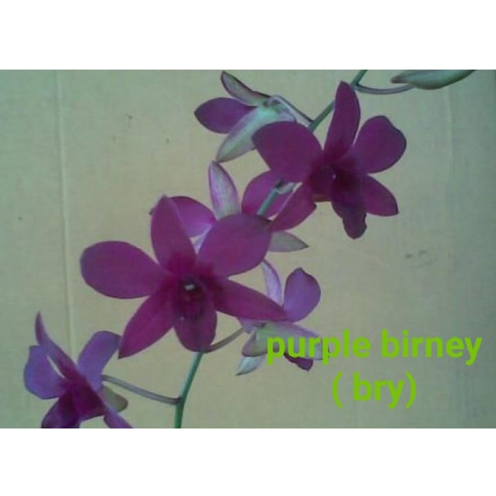 Jual Anggrek dendrobium Dark Purple Birney ( BRY ) | Shopee Indonesia