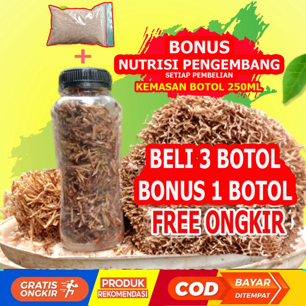 Jual spora bibit biang jamur jakaba super pupuk organik fase vegetatif ...