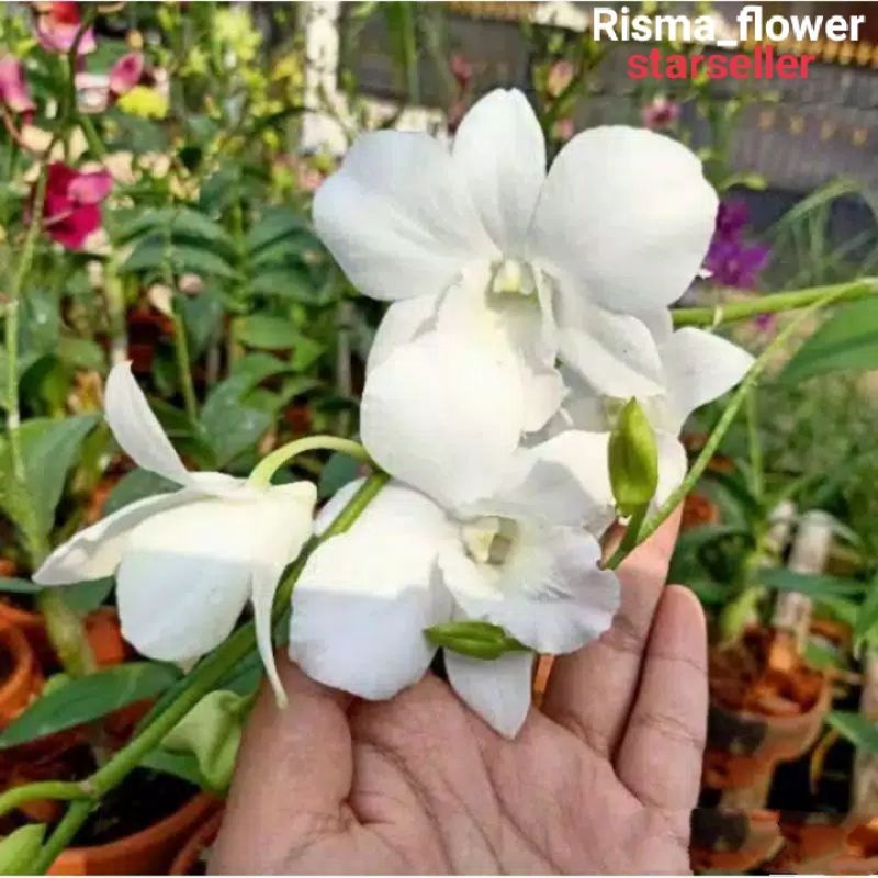 Jual ANGGREK DENDROBIUM PURE DELIGHT DEWASA SUDAH SPIKE / TANAMAN HIAS ...