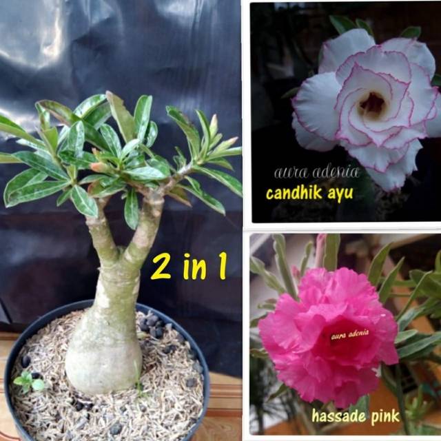 Jual Bibit Bunga Adenium Kamboja Jepang 1 Pohon 2 Warna Adenium Bunga