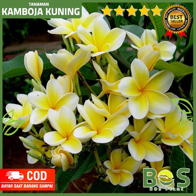 Jual POHON KAMBOJA BALI BUNGA KUNING-stek batang tanaman kamboja bali ...