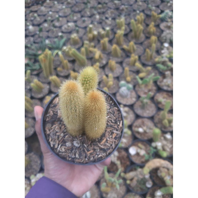 Jual ekor tupai kuning | Shopee Indonesia