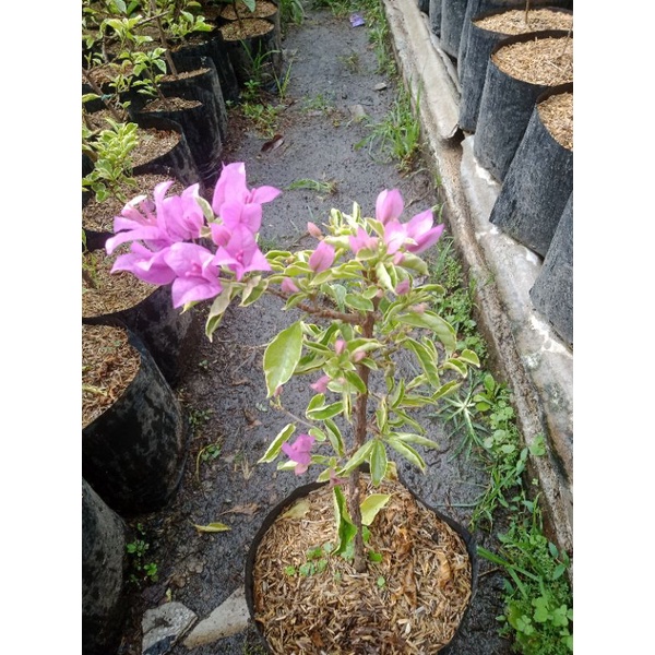 Jual Tanaman Hias Bunga Bougenville Warna Ungu Keadaan Berbunga