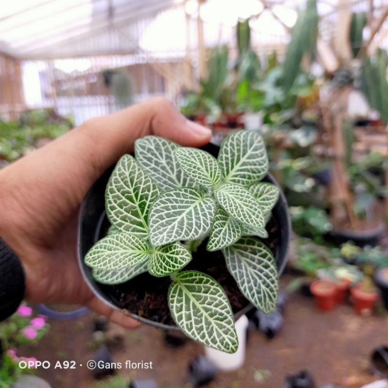 Jual tanaman fittonia hijau | Shopee Indonesia