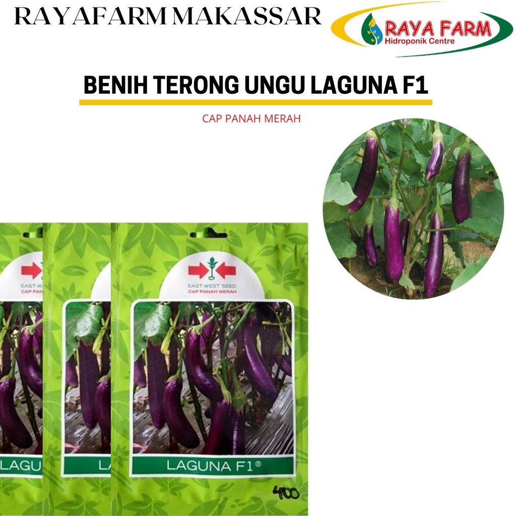 Jual BENIH TERONG UNGU LAGUNA F1 400 SEED | Shopee Indonesia Jual BENIH TERONG UNGU LAGUNA F1 400 SEED | Shopee Indonesia