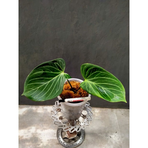 Jual Anthurium King Of Spades Anthurium Hu Anthurium Kos Hu Mutasi