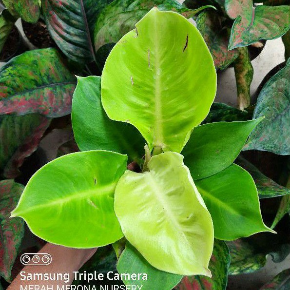 Jual MOONLIGHT philodendron tanaman hias merah merona marikago_tanaman ...
