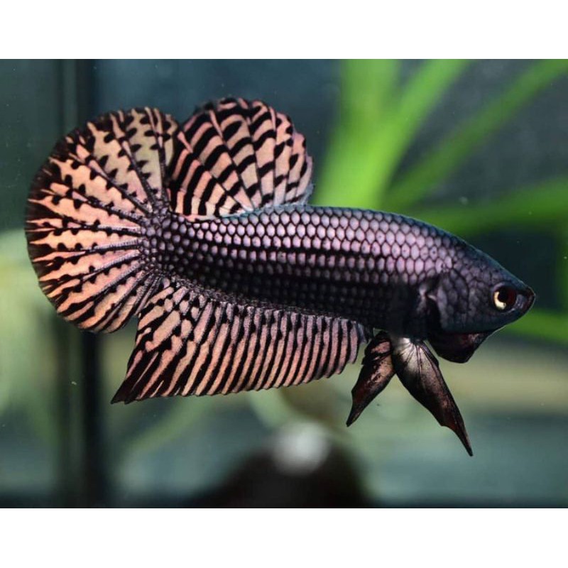 Jual wild betta alien cooper | Shopee Indonesia