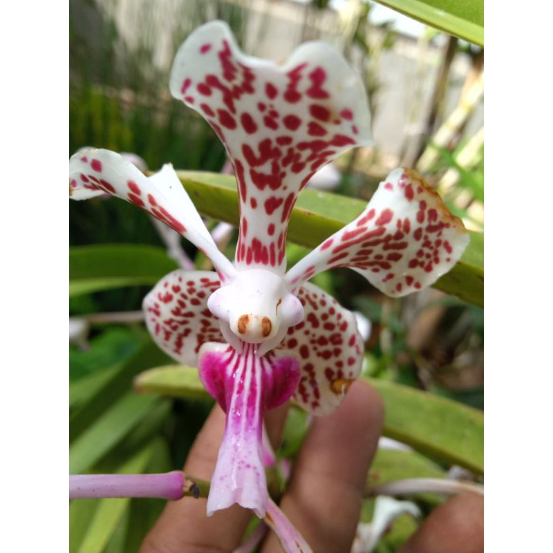 Jual Anggrek vanda / anggrek vanda tricolor dewasa | Shopee Indonesia