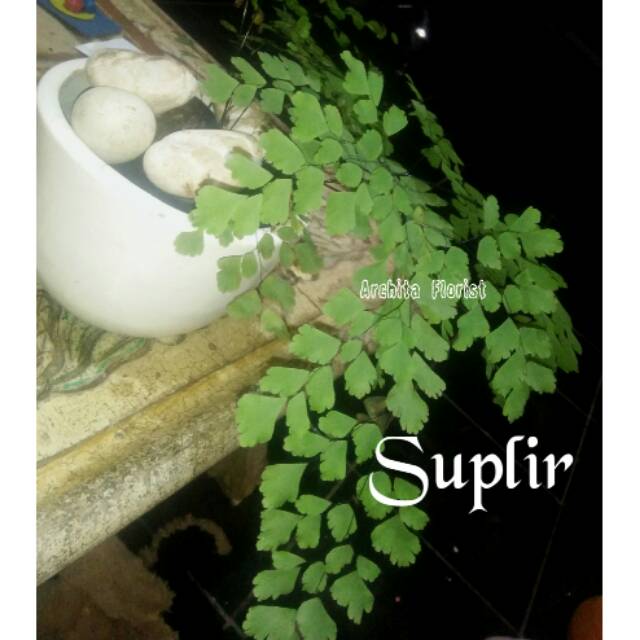 Jual Tanaman Suplir Ukuran Sedang | Shopee Indonesia